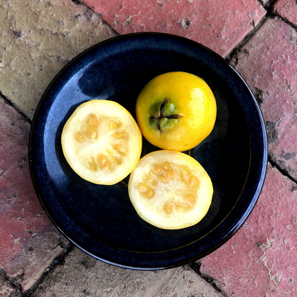 Yellow Cherry Guava | Twin Falls Nursery
