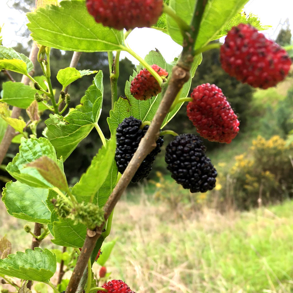 Black Mulberry | Twin Falls Nursery