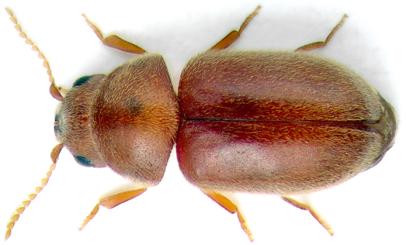 ITALRAT - Disinfestazioni - Gli Artrpodi - Insetti