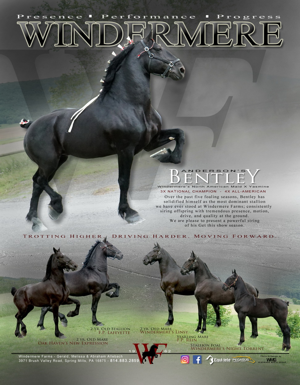 World Champion Percheron Horses | Windermere Farms | United States
