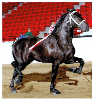 World Champion Percheron Horses | Windermere Farms | United States