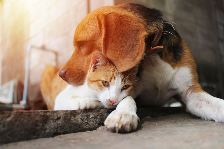 Somerset & Dorset Animal Rescue - helping animals, saving lives