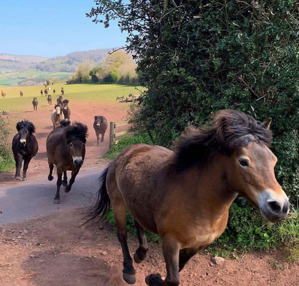 Getting to know the Exmoor ponies