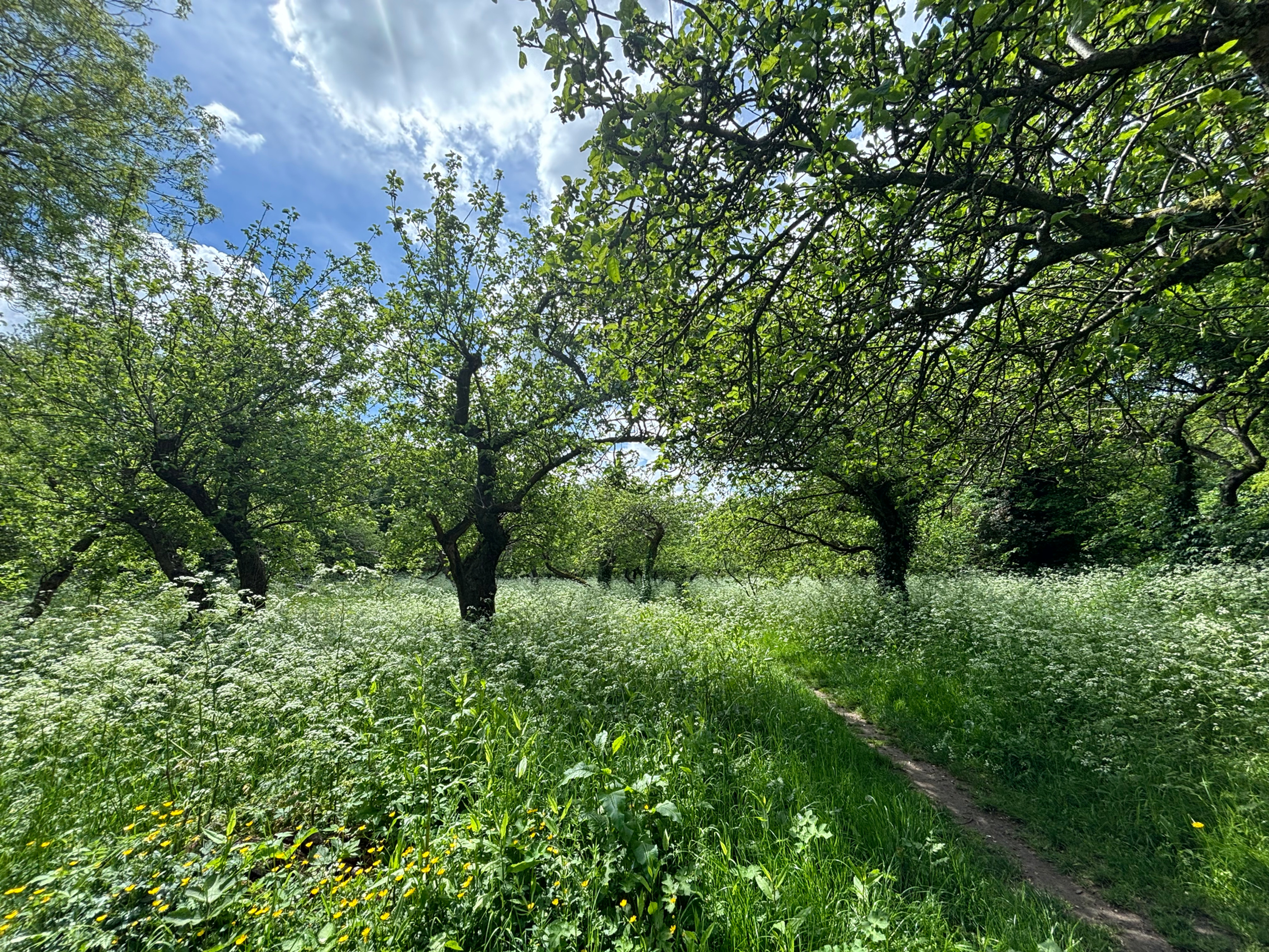 Orchard Work Day | The Woodlands Group