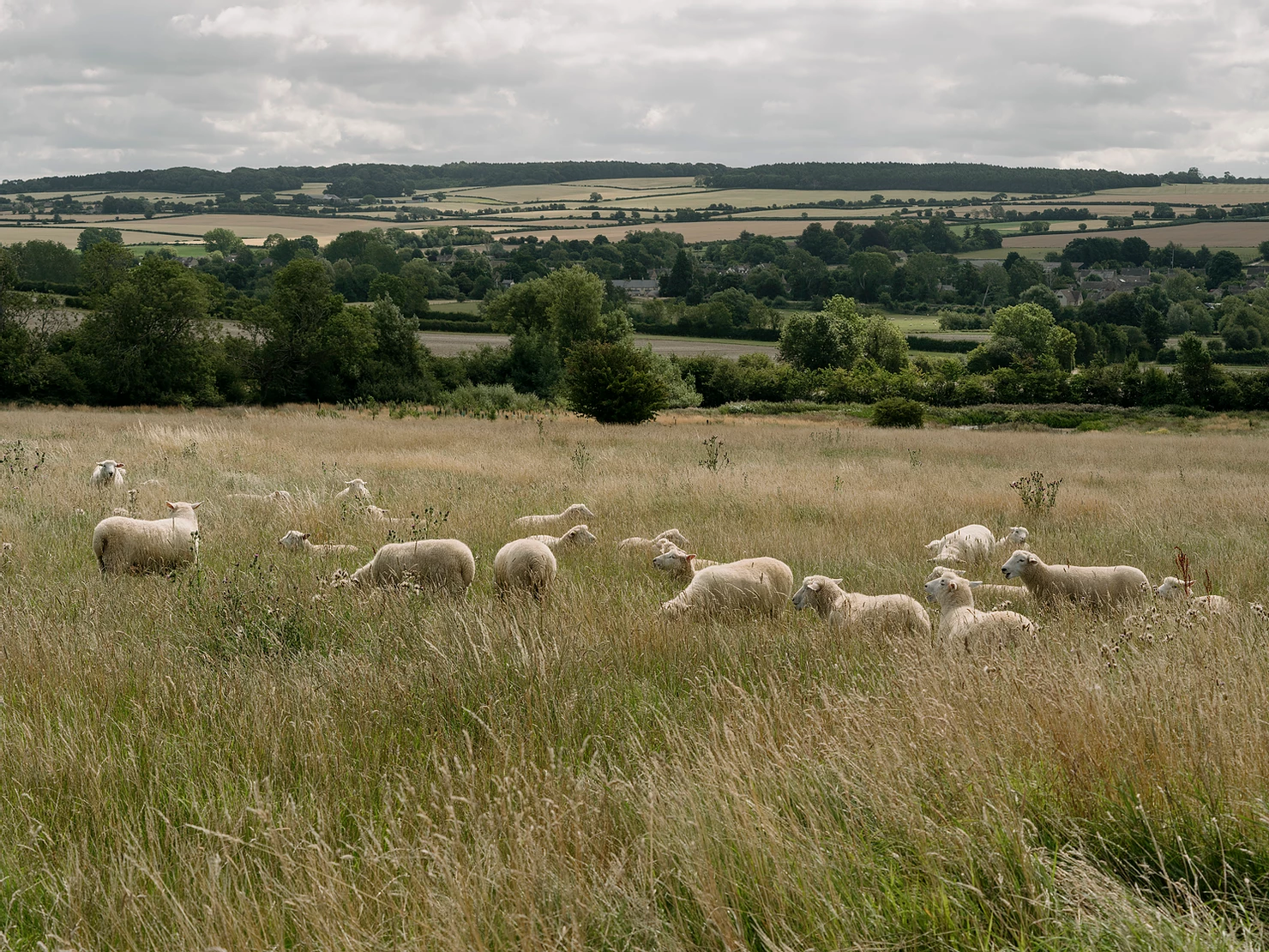 Floodplain Meadows Partnership