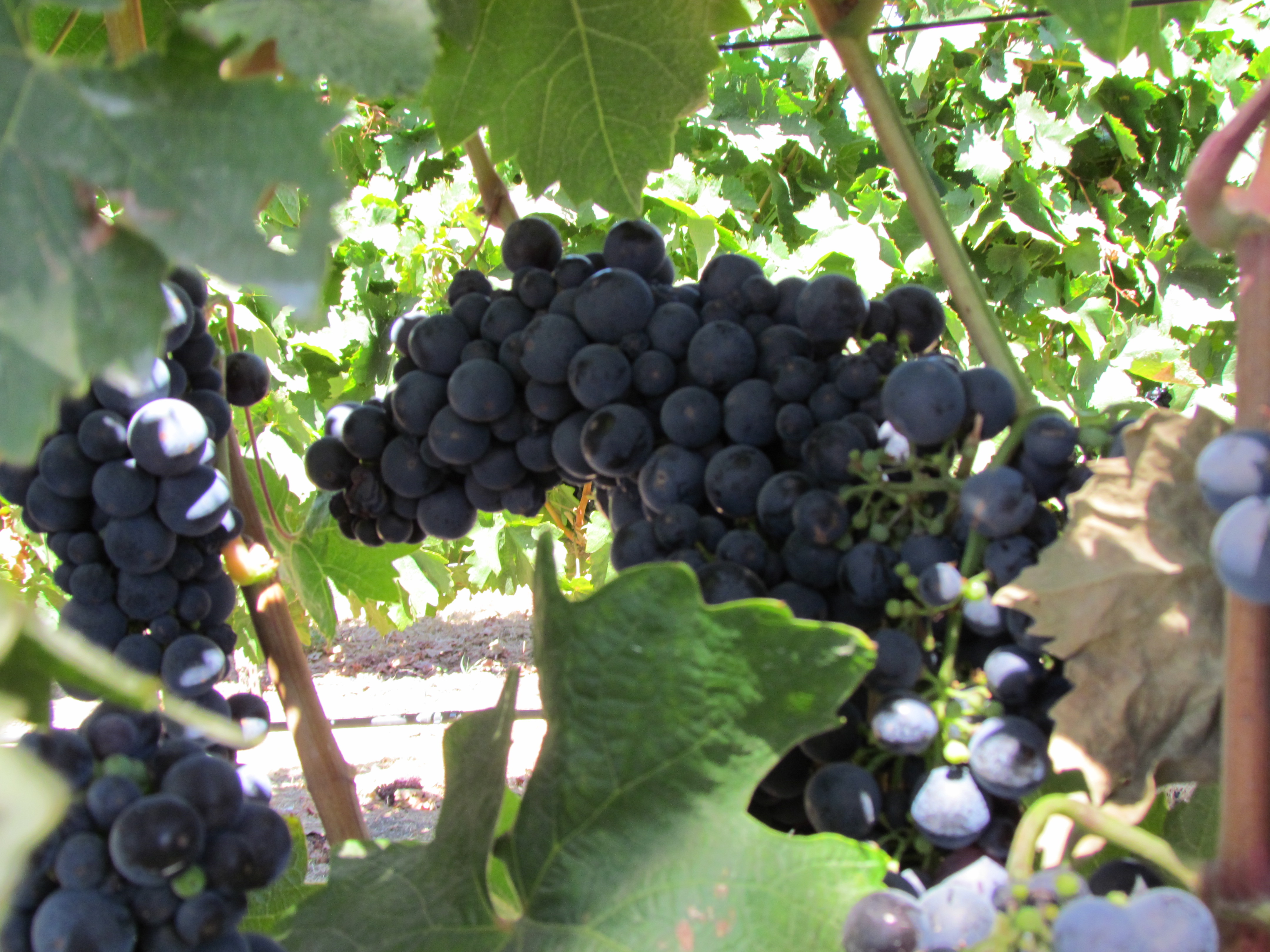 Senior Low Income Housing Sonoma FAHA Manor