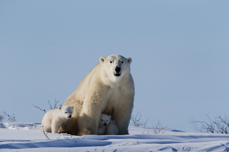 Norbert Rosing | Photography | Fotografie