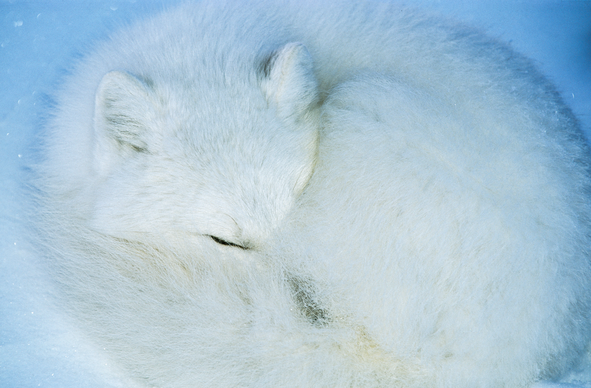 Norbert Rosing | Photography | Fotografie