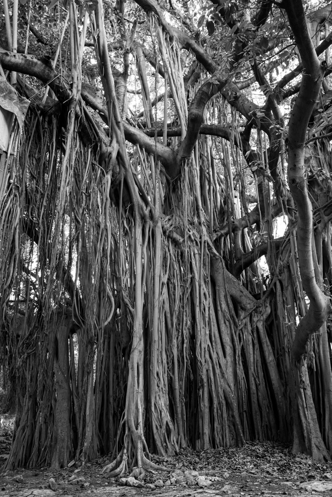 Norbert Rosing | Photography | Fotografie