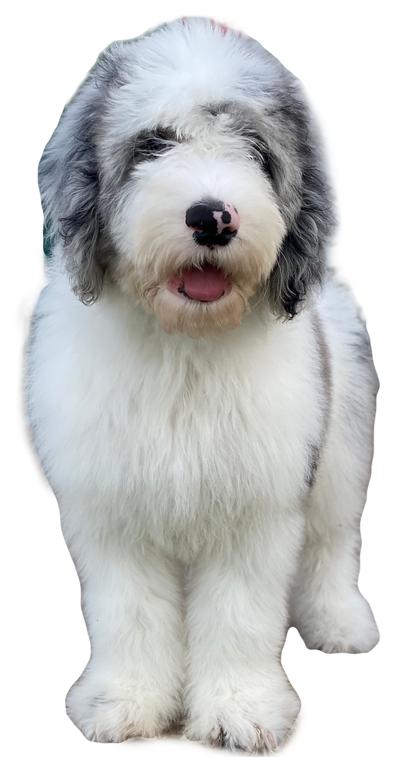 Arizona | Sunnyside Doodles