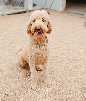 Dog Training | Mmk9 | Springfield