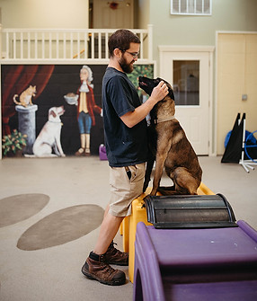 Dog Training | Mmk9 | Springfield