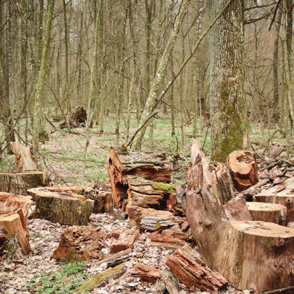 Key Considerations: EU Deforestation Regulation (EUDR)