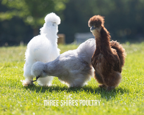 Silkies | 3 Shires Poultry