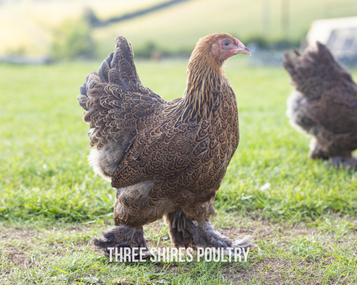 Brahma Bantams | 3 Shires Poultry