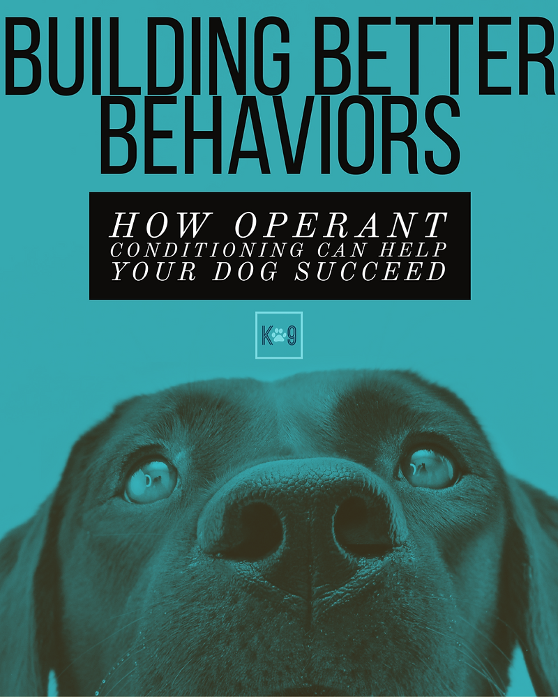 Building better behaviours: how operant conditioning can help your dog. Building better behaviours: how operant conditioning can help your dog.