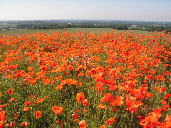 Gallery | Charing Heath And Lenham Heath Memorial Hall