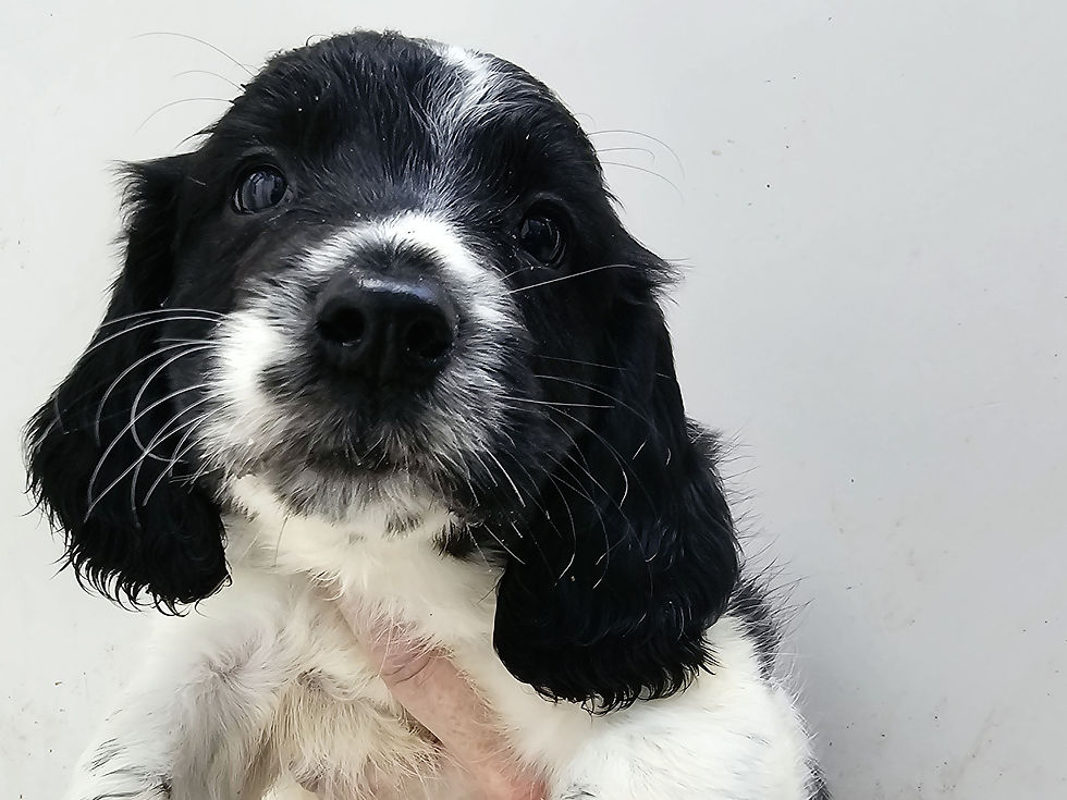 Springer Spaniel Puppies | Bluebell Springer Spaniels | Cornwall UK