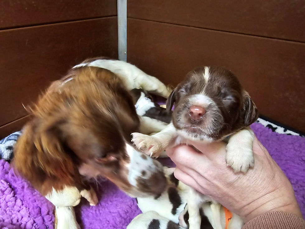 Springer Spaniel Puppies | Bluebell Springer Spaniels | Cornwall UK