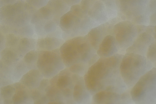 Onice Bolla | Traxtone