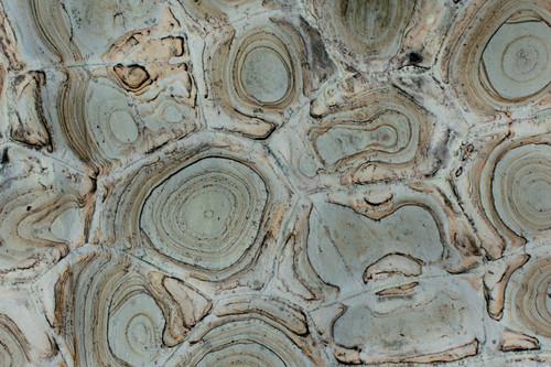 Turtle Green | Traxtone