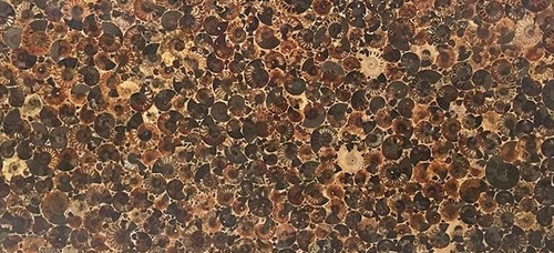 Conch Fossil | Traxtone