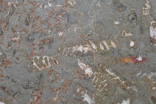 Fossile Marbella | Traxtone