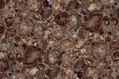 Brown Petrified Wood | Traxtone