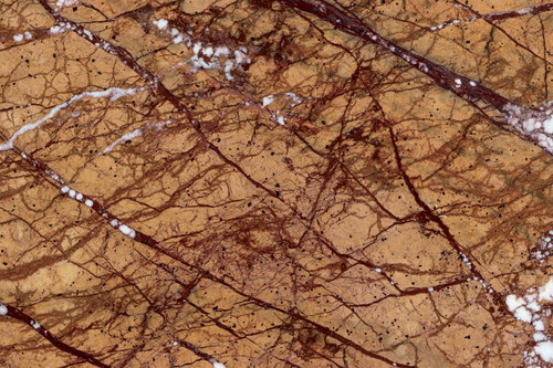 Rainforest Gold | Traxtone