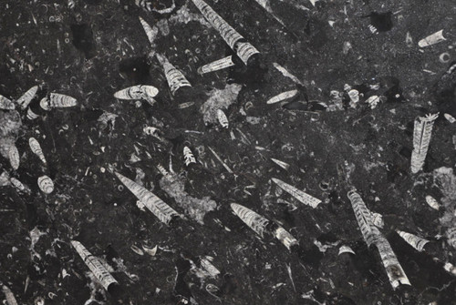 Fossile Nero | Traxtone