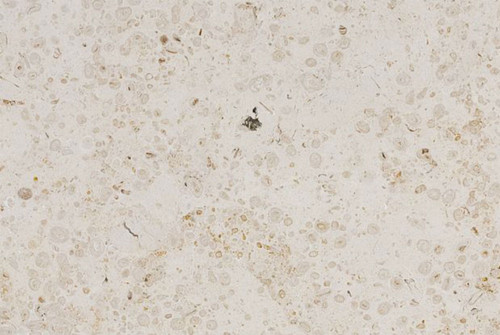 Pearl Beige | Traxtone