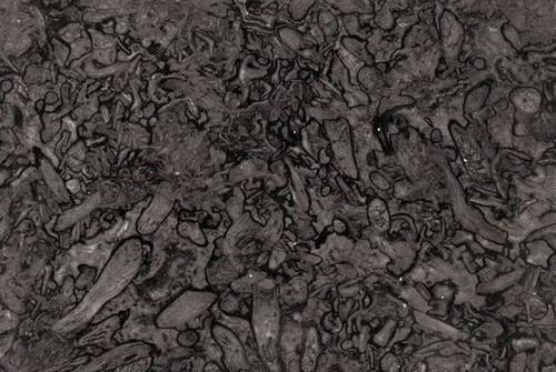 Fossil Grey | Traxtone