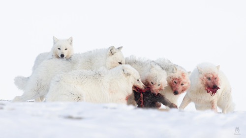 Arctic Wolf Viewing and Photography Expedition (Eureka) | Terry Noah
