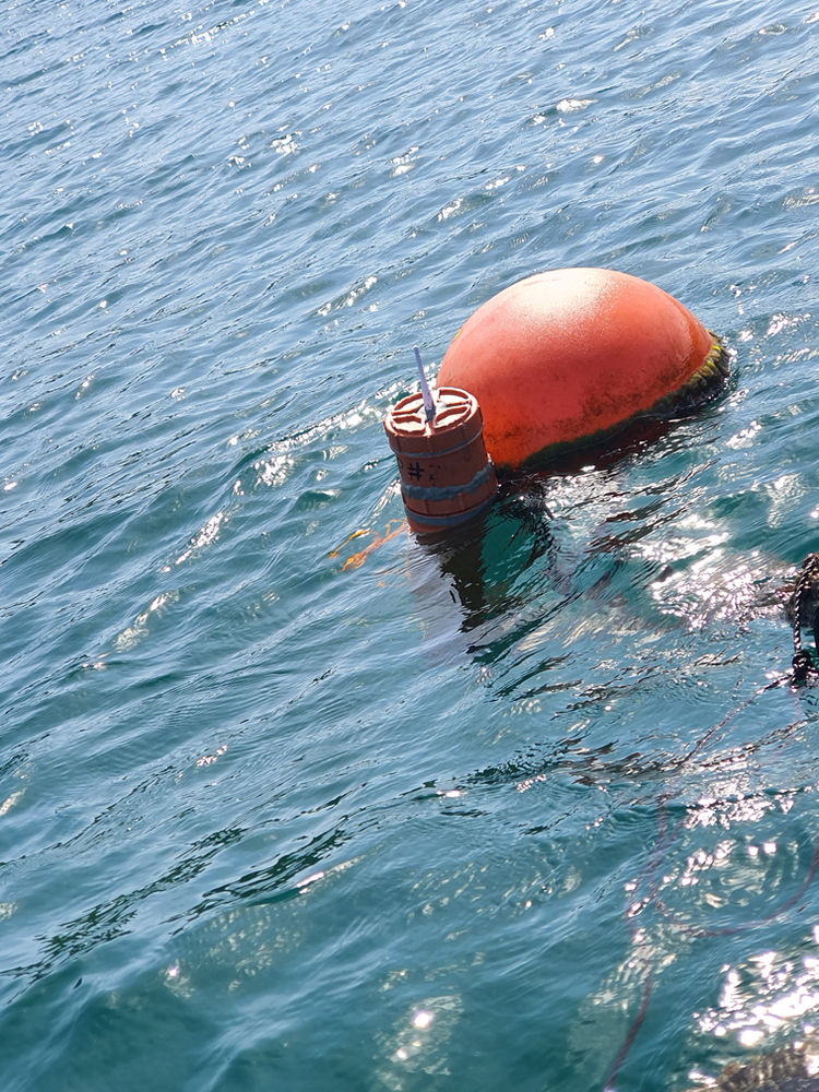 Operational Oceanography