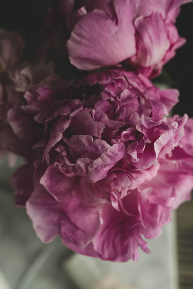 Peonies—Their Spiritual Properties and Why We’re So Obsessed with Them