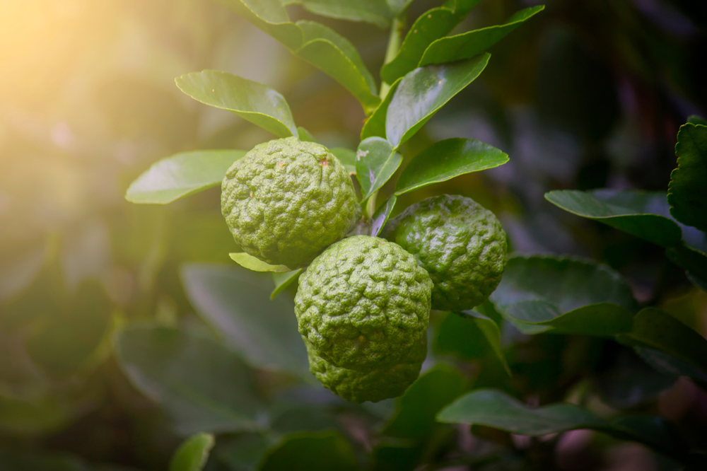 The Spiritual Properties of Bergamot