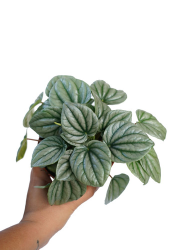 Peperomia moonlight | Blackrock Florist