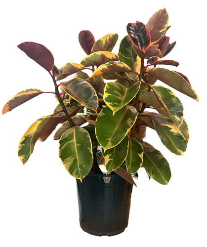 Ficus elastica ruby red | Blackrock Florist