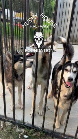 Good Morning California Huskies!