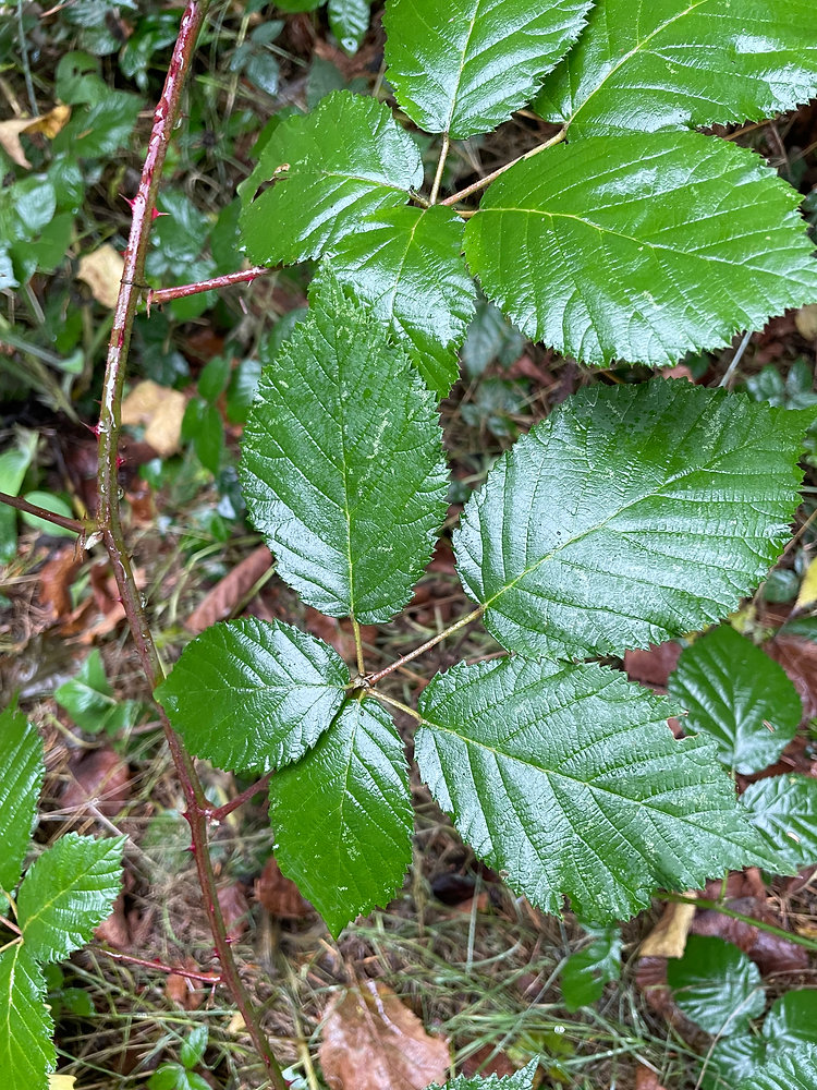 Weeds Every Gardener in the Pacific Northwest Should Know - Part I
