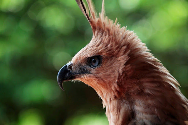 Elang Jawa, Si Garuda Indonesia yang Terancam Punah