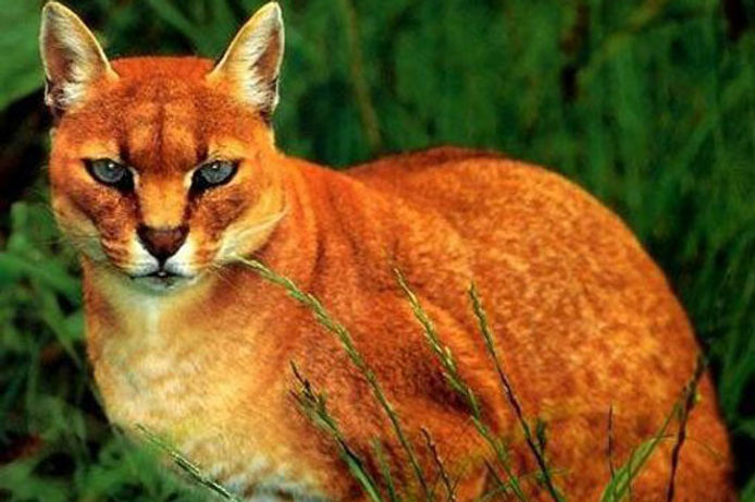 Fakta Kucing Emas yang Ternyata Merupakan Hewan Hampir Punah