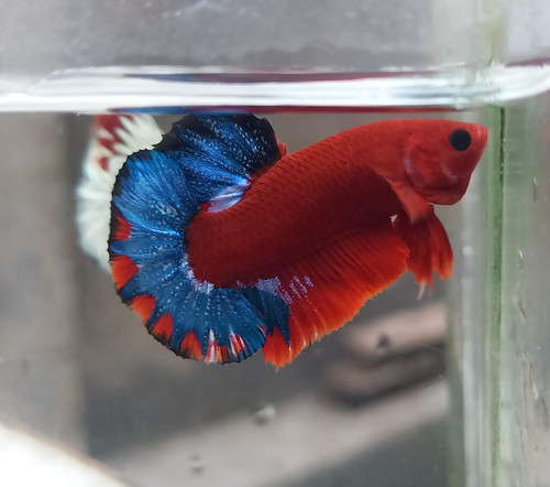 Hellboy | Betta Bud