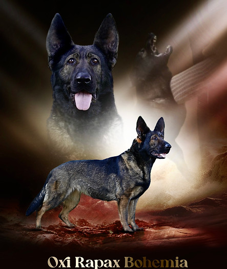 Our German Shepherd Sires & Dams | Yosemite Shepherds