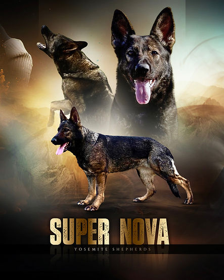 Our German Shepherd Sires & Dams | Yosemite Shepherds