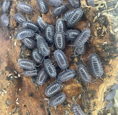 Bugzy Bugs | Isopod Breeder & Sales | Nevada