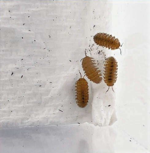 Pineapple Spiky | BugzyBugs
