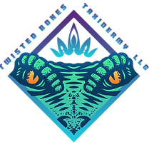 Alligator Mount Pricing | Twisted Bones Taxide