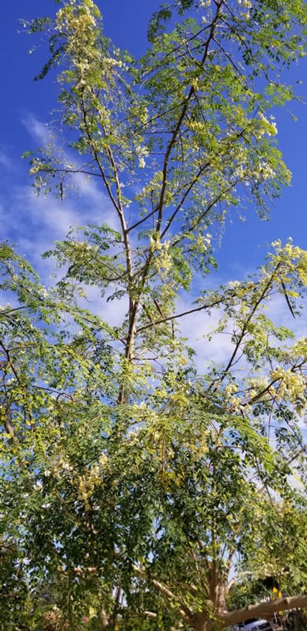 Take Moringa every day to keep the doctor away