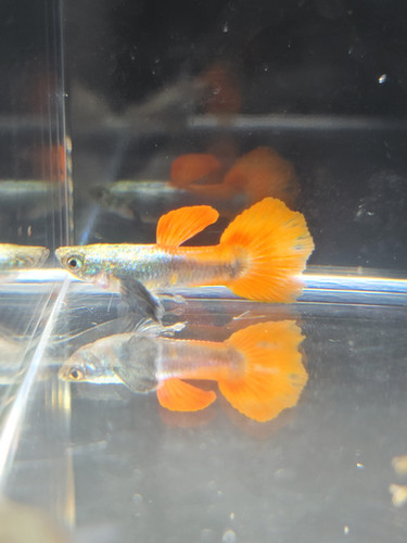 Platinum Red Tail Dumbo Ear | All Blue Aquatics